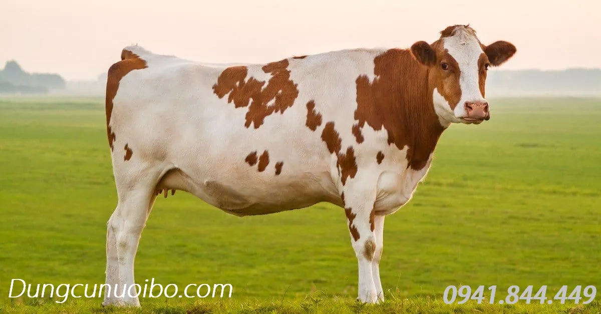 BÒ CÓ THỂ SỐNG ĐƯỢC BAO LÂU