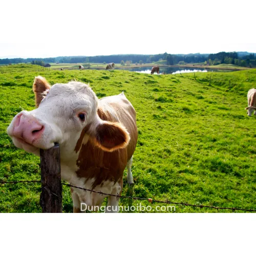 DỊCH NHẦY TRÊN BÒ CÁI: DẤU HIỆU QUAN TRỌNG CHO SỨC KHỎE SINH SẢN