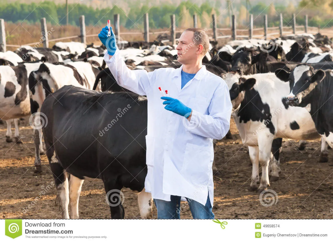 CÁC BỆNH TRÊN BÒ