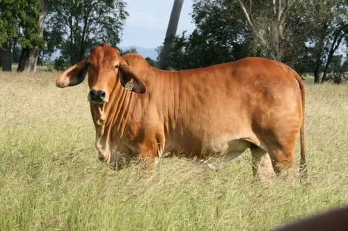 Kinh nghiệm chọn bò để vỗ béo