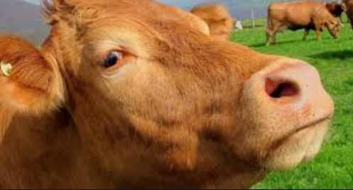 PHÒNG TRỊ BỆNH XÊ TÔN HUYẾT TRÊN BÒ SỮA