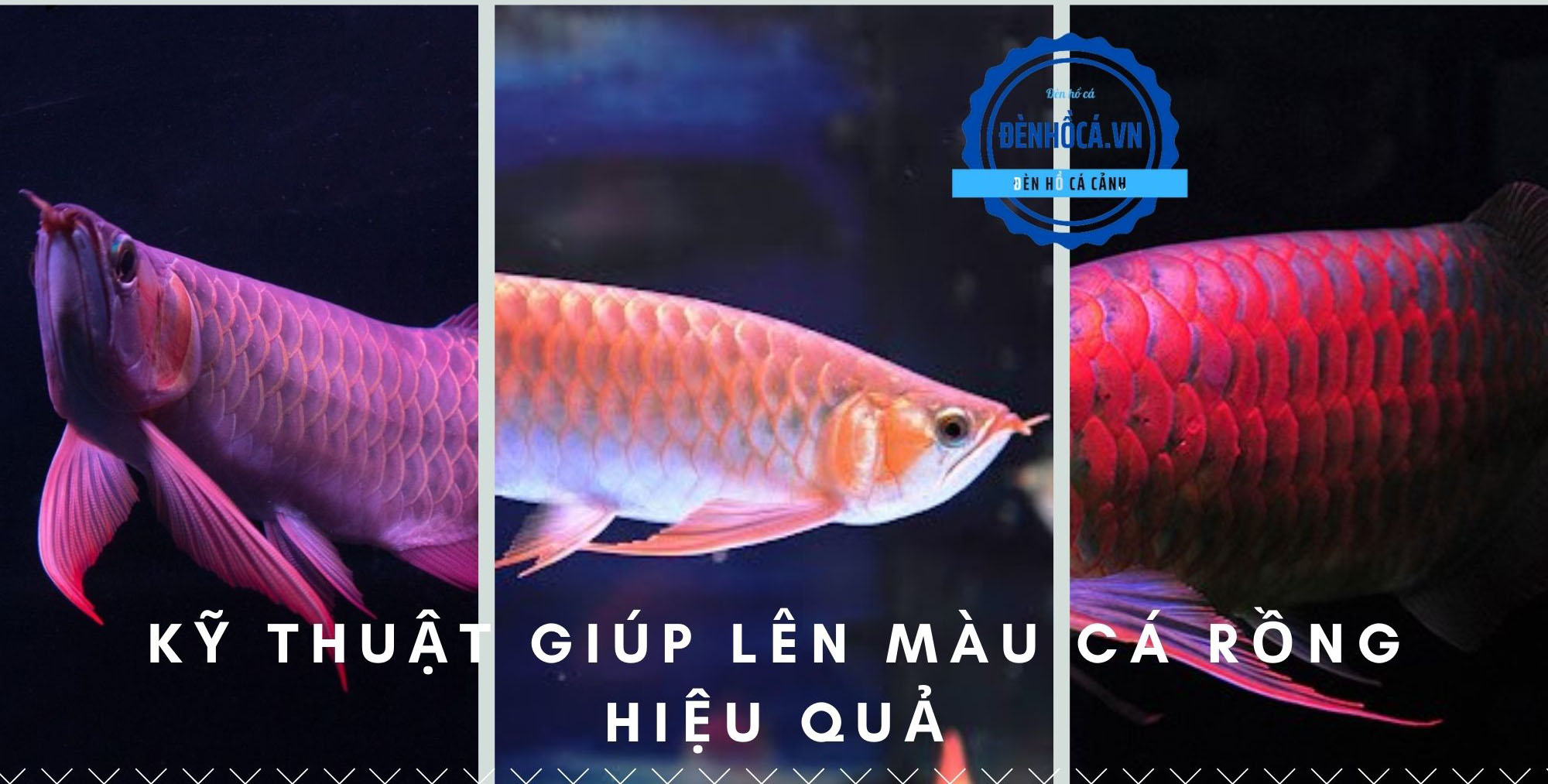 Đèn cho cá rồng