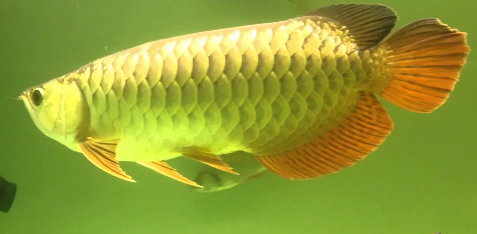 Kinh nghiệm chọn đèn uv cho hồ cá rồng