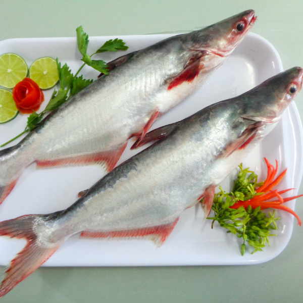 Frozen Pangasius/Basa Whole Round★Forever Green Food ★Viet Nam Origin