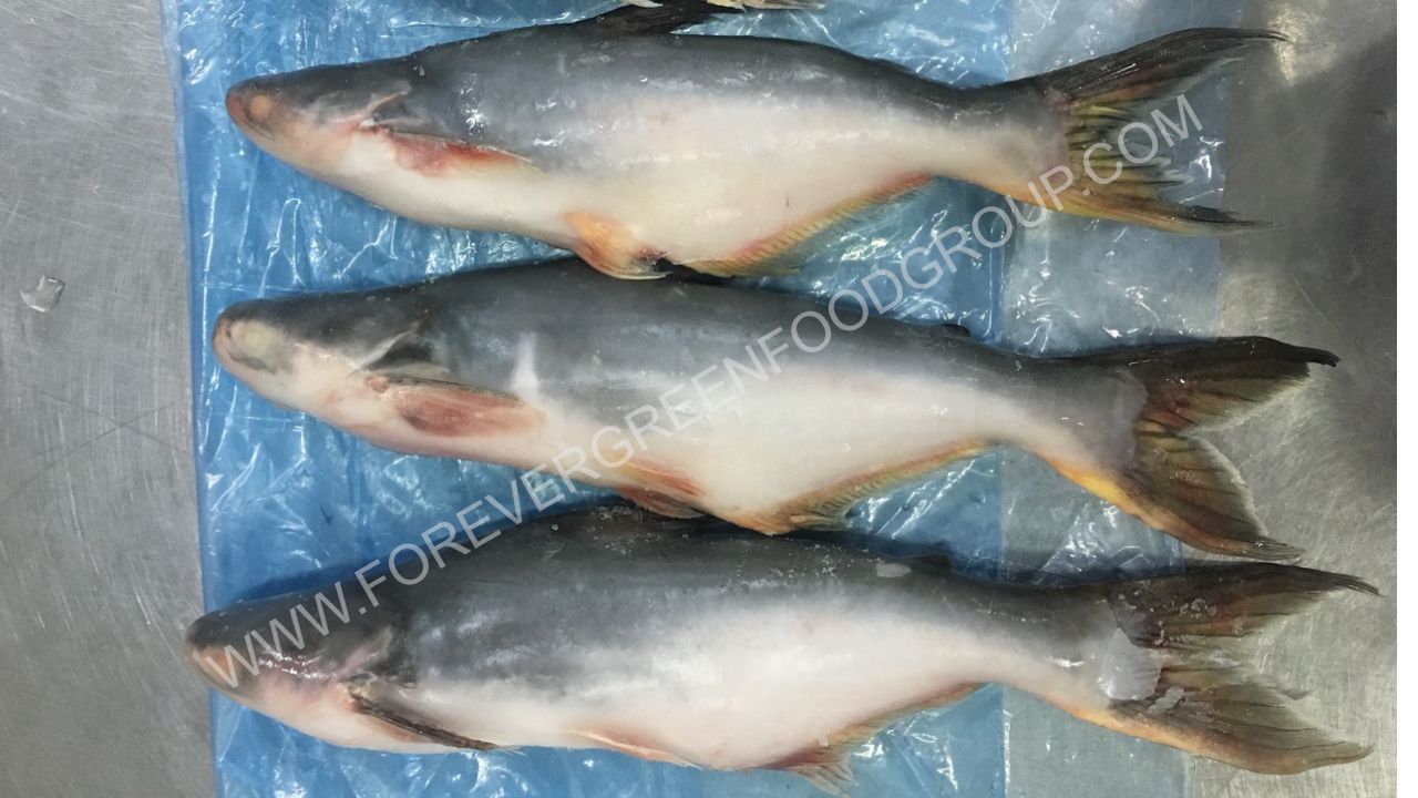 Frozen Pangasius/Basa Whole Round★Forever Green Food ★Viet Nam Origin