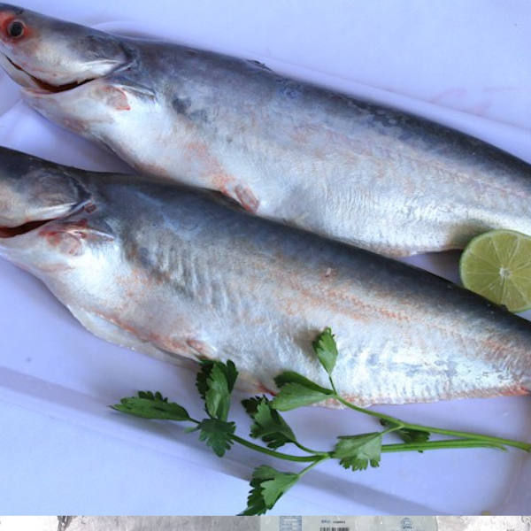 Frozen Pangasius/Basa Whole Round, Gutted, Tail On ★ Viet Nam Origin