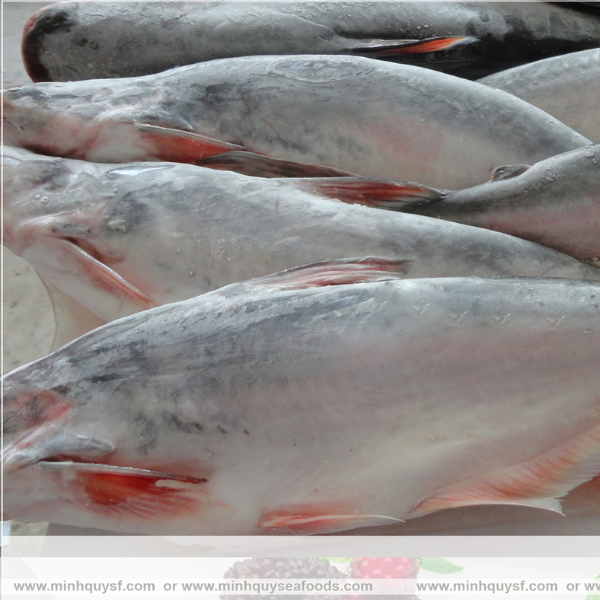 Frozen Pangasius/Basa Whole Round★Forever Green Food ★Viet Nam Origin