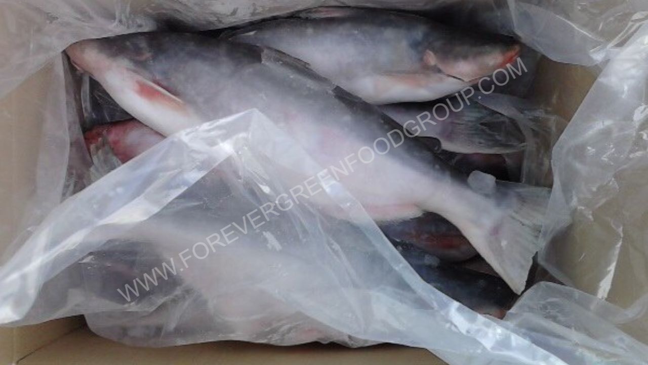 Frozen Pangasius/Basa Whole Round★Forever Green Food ★Viet Nam Origin