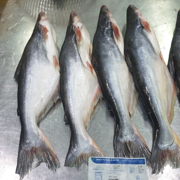 Frozen Pangasius/Basa Whole Round, Gutted, Tail On ★ Viet Nam Origin