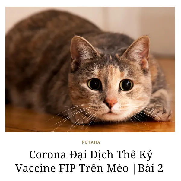 CORONA ĐẠI DỊCH THẾ KỶ - VACCINE FIP TRÊN MÈO |BÀI 2