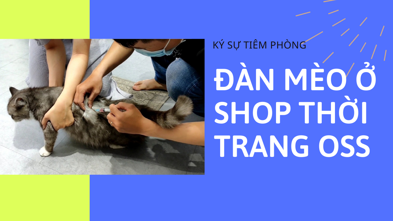 Ký Sự Tiêm Phòng Chó Mèo Tại Nhà - Đàn mèo Shop Thời Trang OSS ở Phú Nhuận
