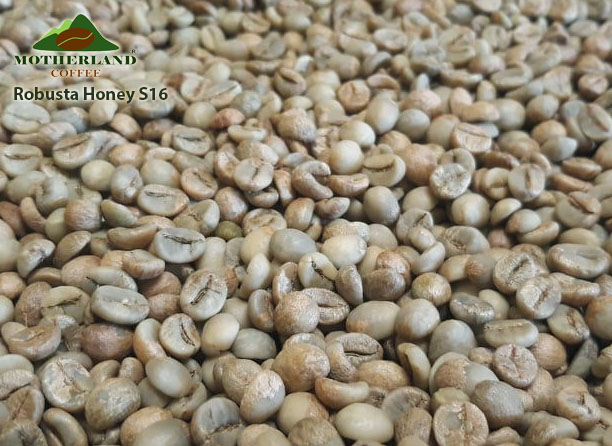 CÀ PHÊ ROBUSTA NATURAL LÀ GÌ