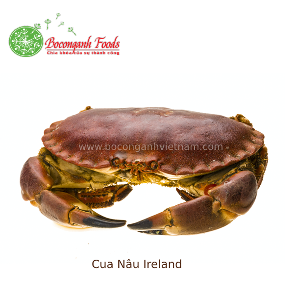 Ireland Brown Crab