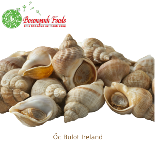 Bulot Snail