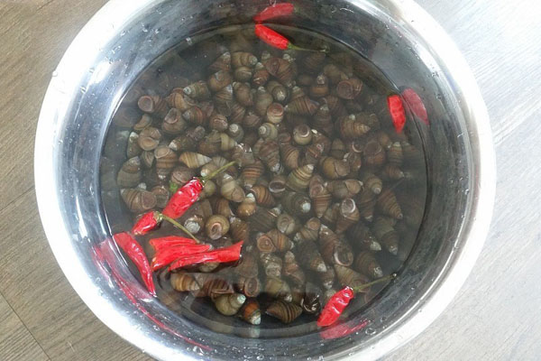 How to clean snail removing all sludge extremely simple