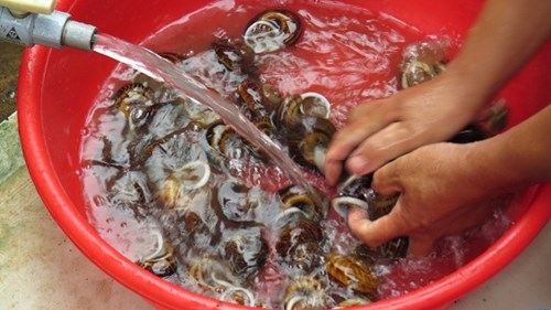 How to clean snail removing all sludge extremely simple