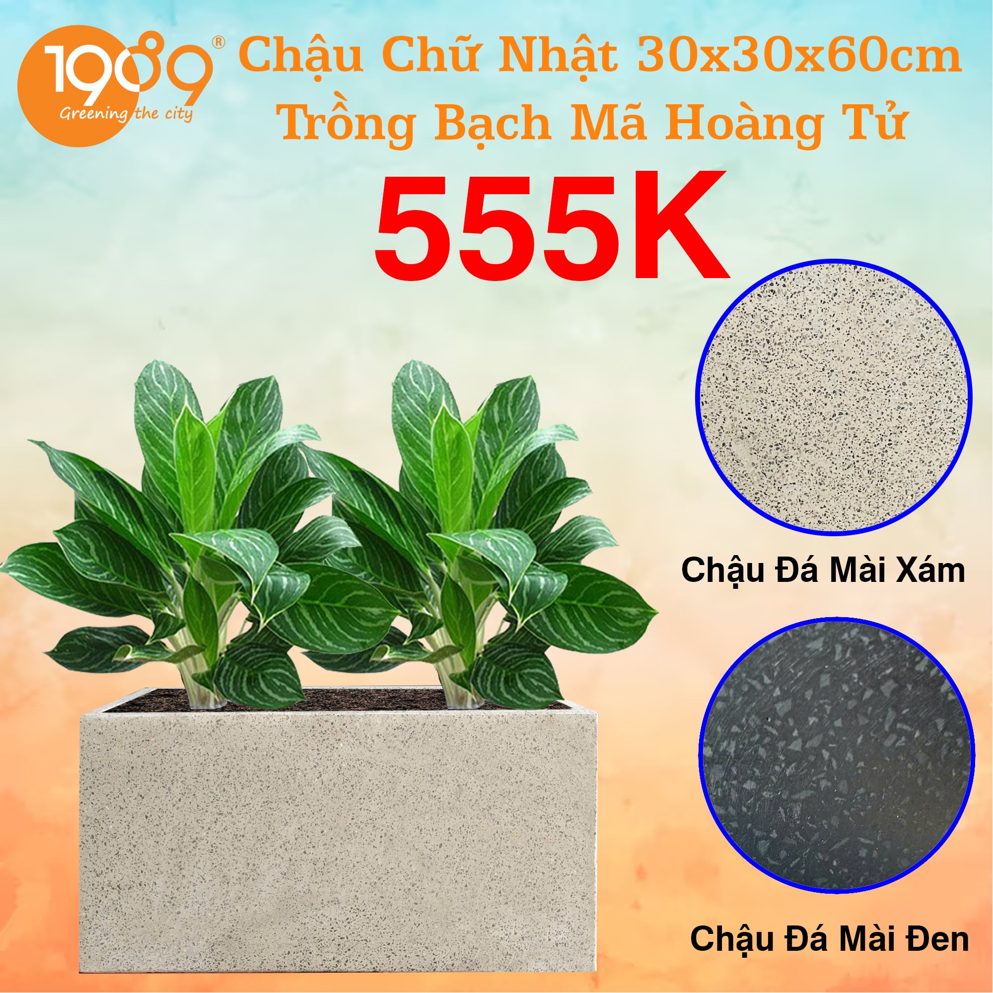 Chậu xi măng chữ nhật giá rẻ – Chậu 30x30x60 chỉ 168k