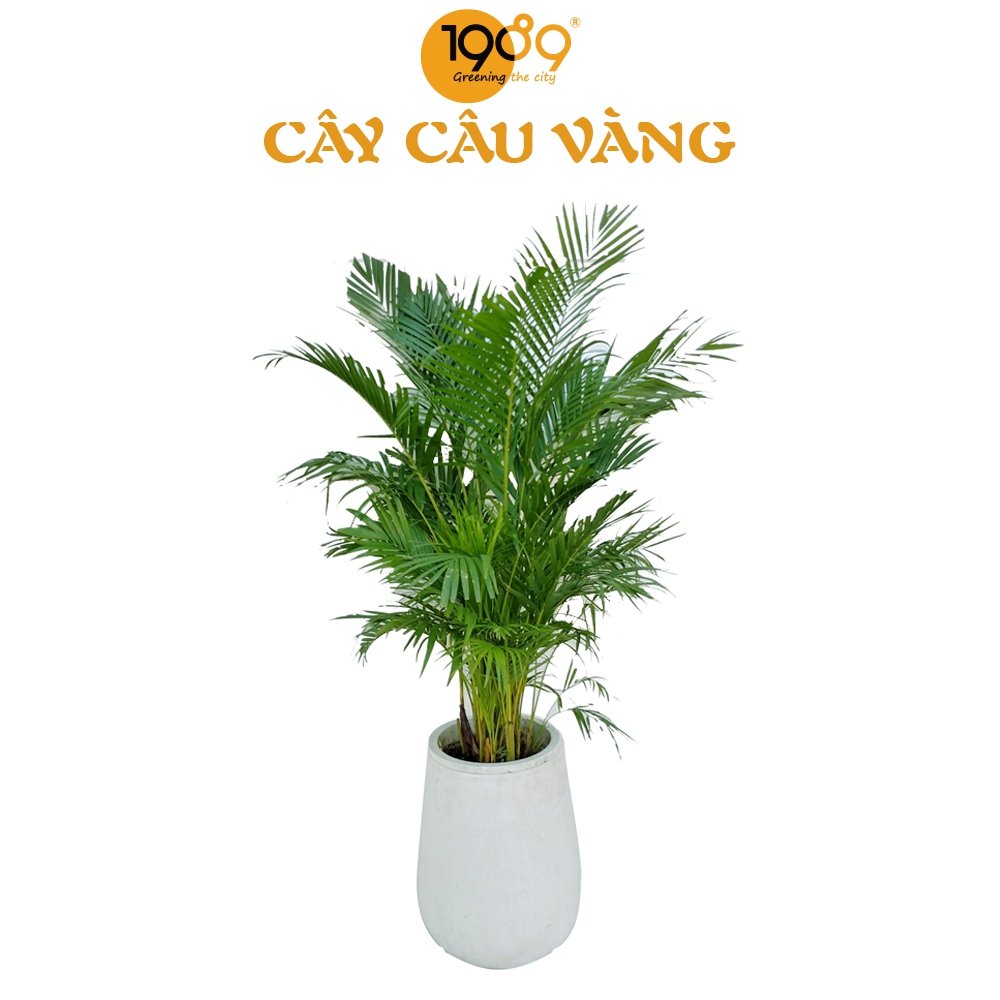 Cây Cau Vàng - Ý Nghĩa Phong Thủy Và Vị Trí Đặt