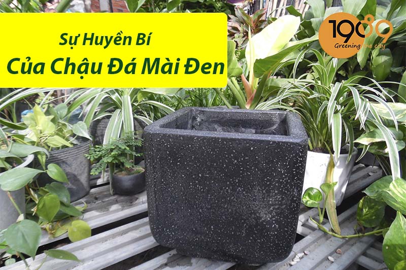 Sự Huyền Bí Chậu Đá Mài Đen