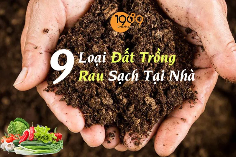 Điểm Danh 9 Loại Đất Trồng Rau Sạch Tại Nhà Hot Nhất Hiện Nay