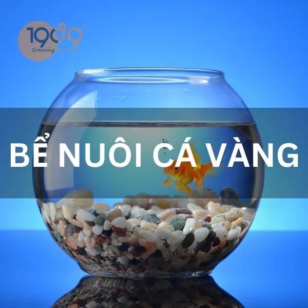Bể Xi Măng Đá Mài Nuôi Cá Vàng 3 Chất: Đẹp Bền Rẻ | 1989 Landscape