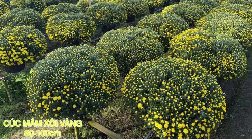 Doanh nghiệp nên mua cúc mâm xôi chưng Tết như thế nào để vừa đẹp, vừa ...