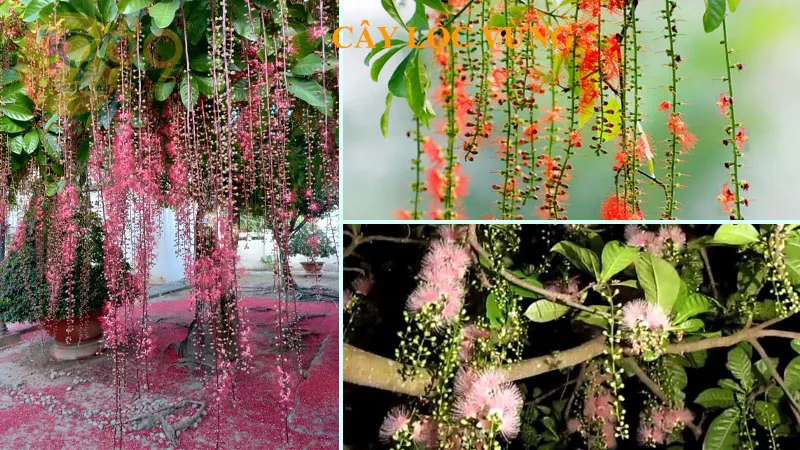 Cây Lộc Vừng - Bí Mật Đằng Sau Vẻ Đẹp và May Mắn Của Cây Cảnh Phong Thủy