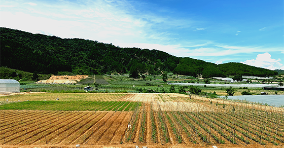 Thể loại bài viết