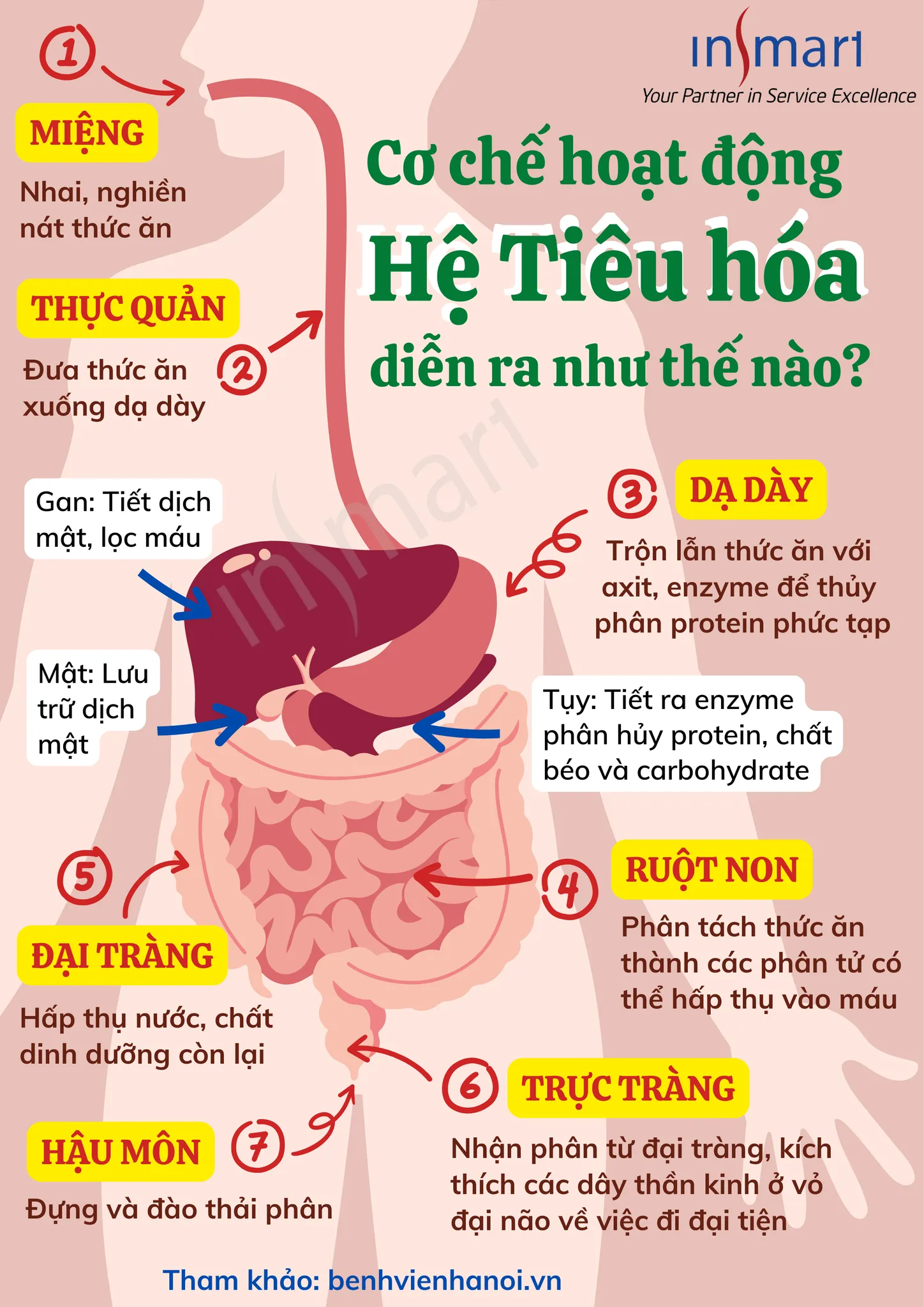 Quá trình tiêu hóa thức ăn và thời gian tiêu hóa thức ăn - Kiến thức ăn ...