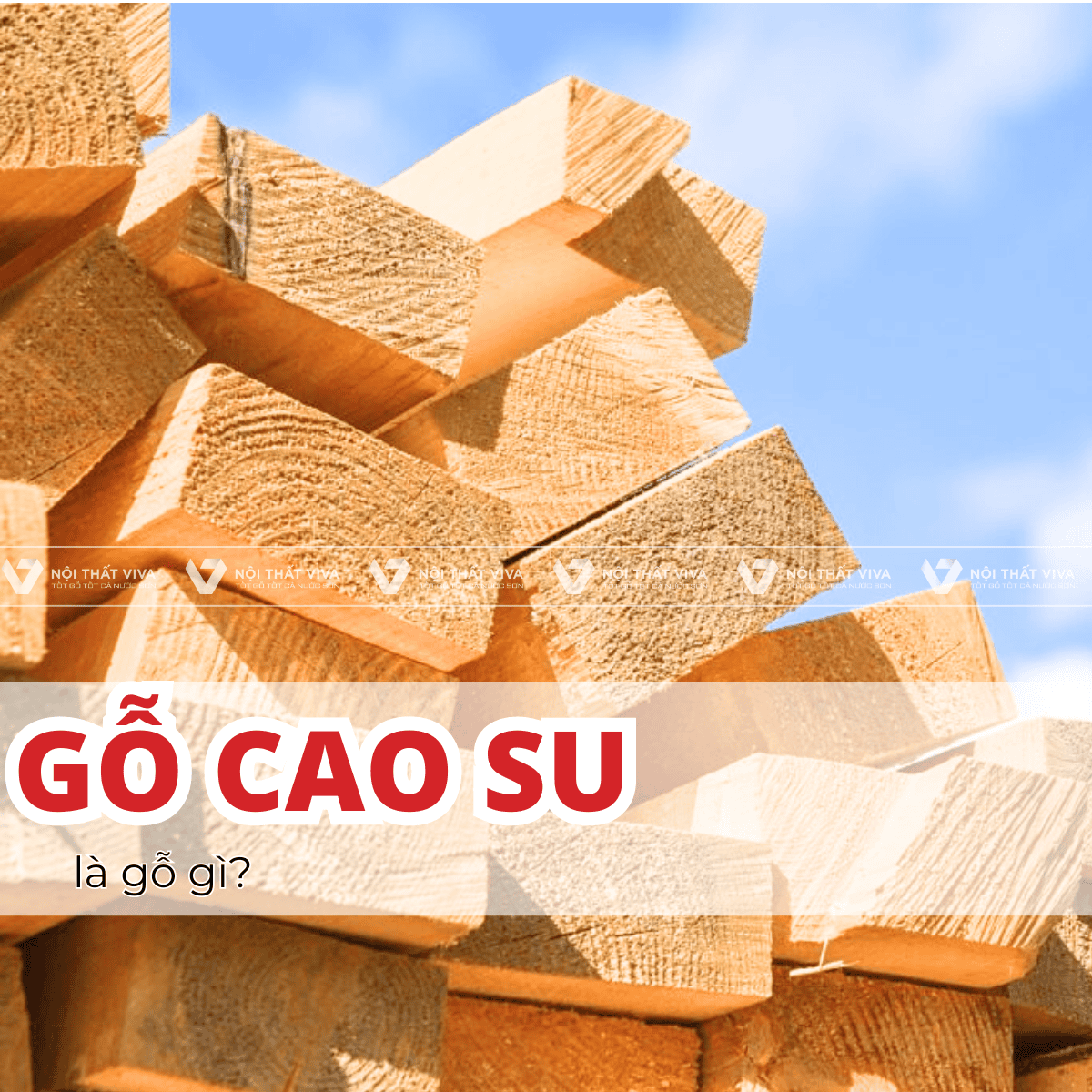 Gỗ cao su là gỗ gì? Làm nội thất có tốt không? Báo giá mới nhất