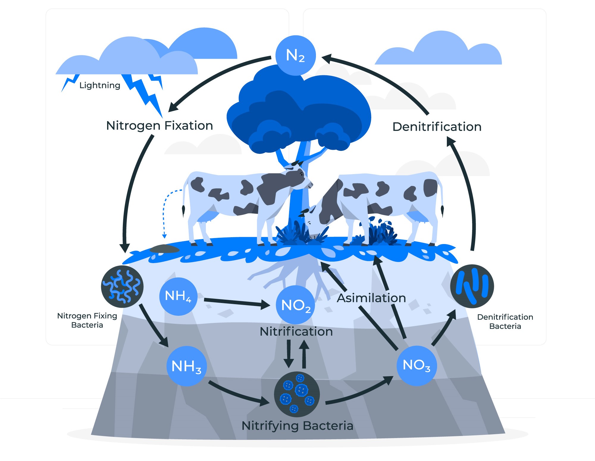 Nitơ là gì? Phân biệt Nitơ và Tổng Nitơ. Ứng dụng của Nitơ trong đời sống