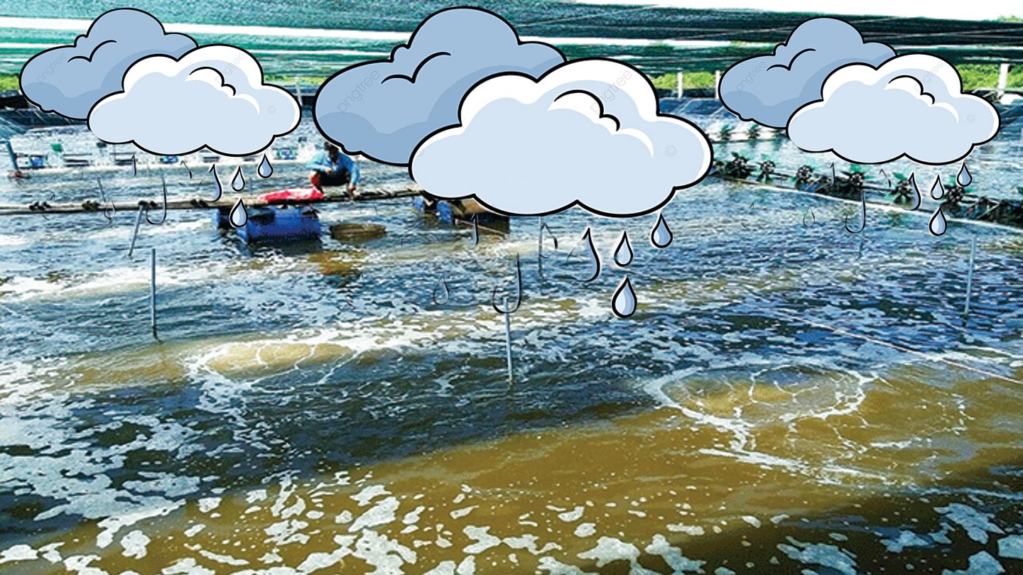 CÁC VẤN ĐỀ THƯỜNG GẶP TRONG AO TÔM MÙA MƯA