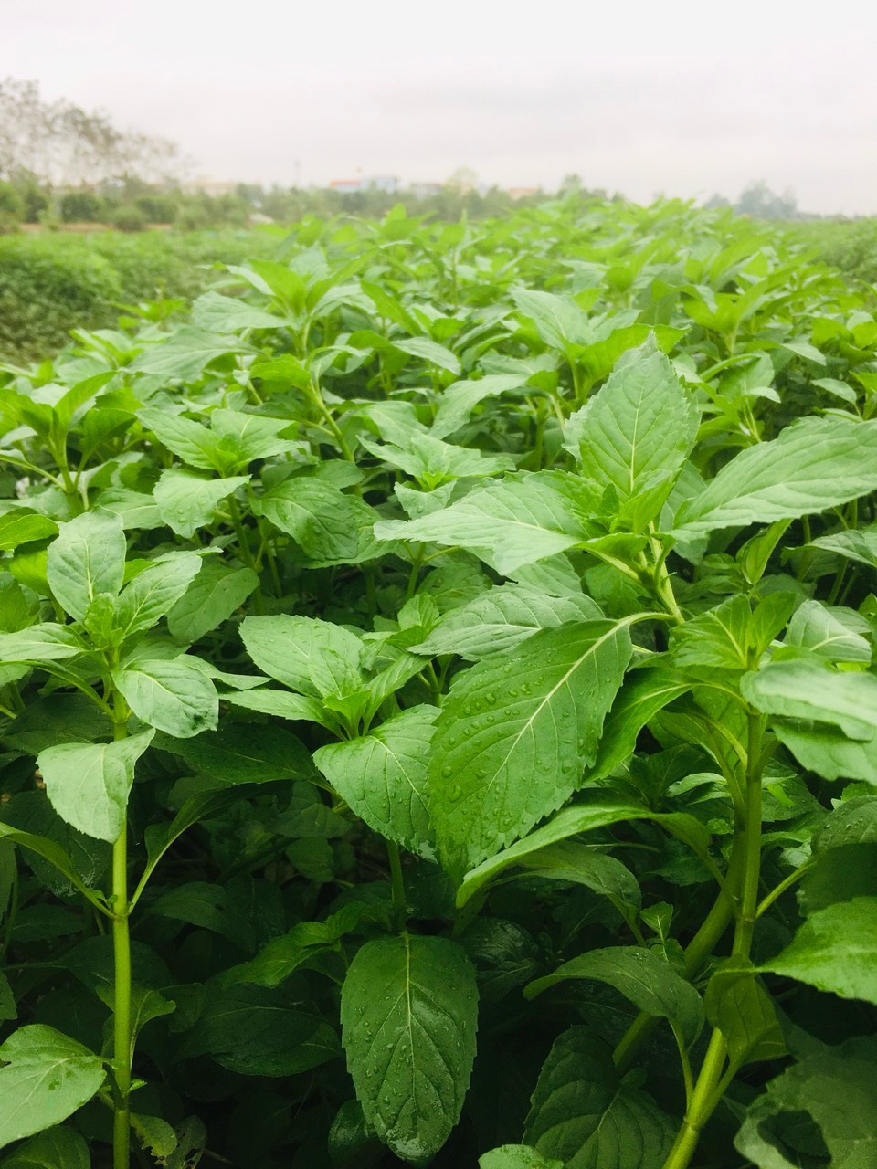 Bạc Hà Khô SW88 Chất Lượng Cao