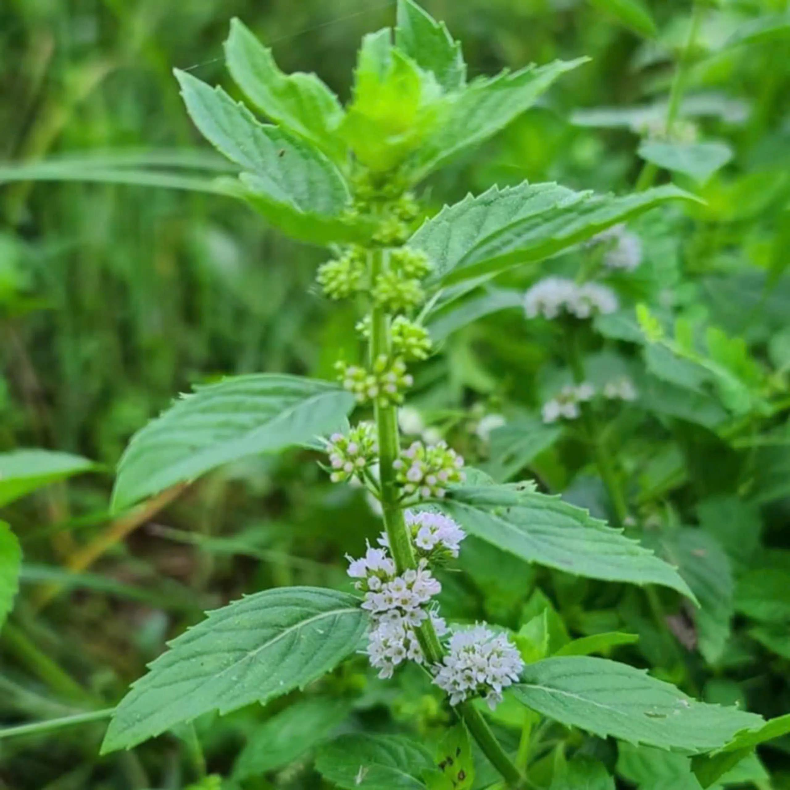 Bạc Hà Khô SW88 Chất Lượng Cao