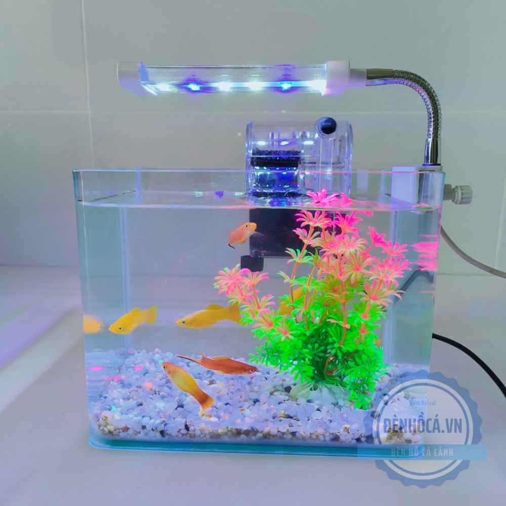 Bể cá mini Đúc uốn cong 20x14x16cm COMBO GEBO