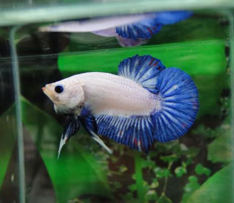 Cá Betta Rồng là gì? Cách phân biệt cá betta rồng