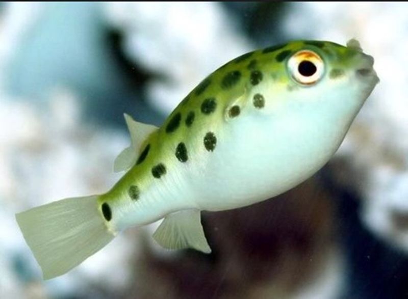 Thông tin và kỹ thuật nuôi cá nóc da beo