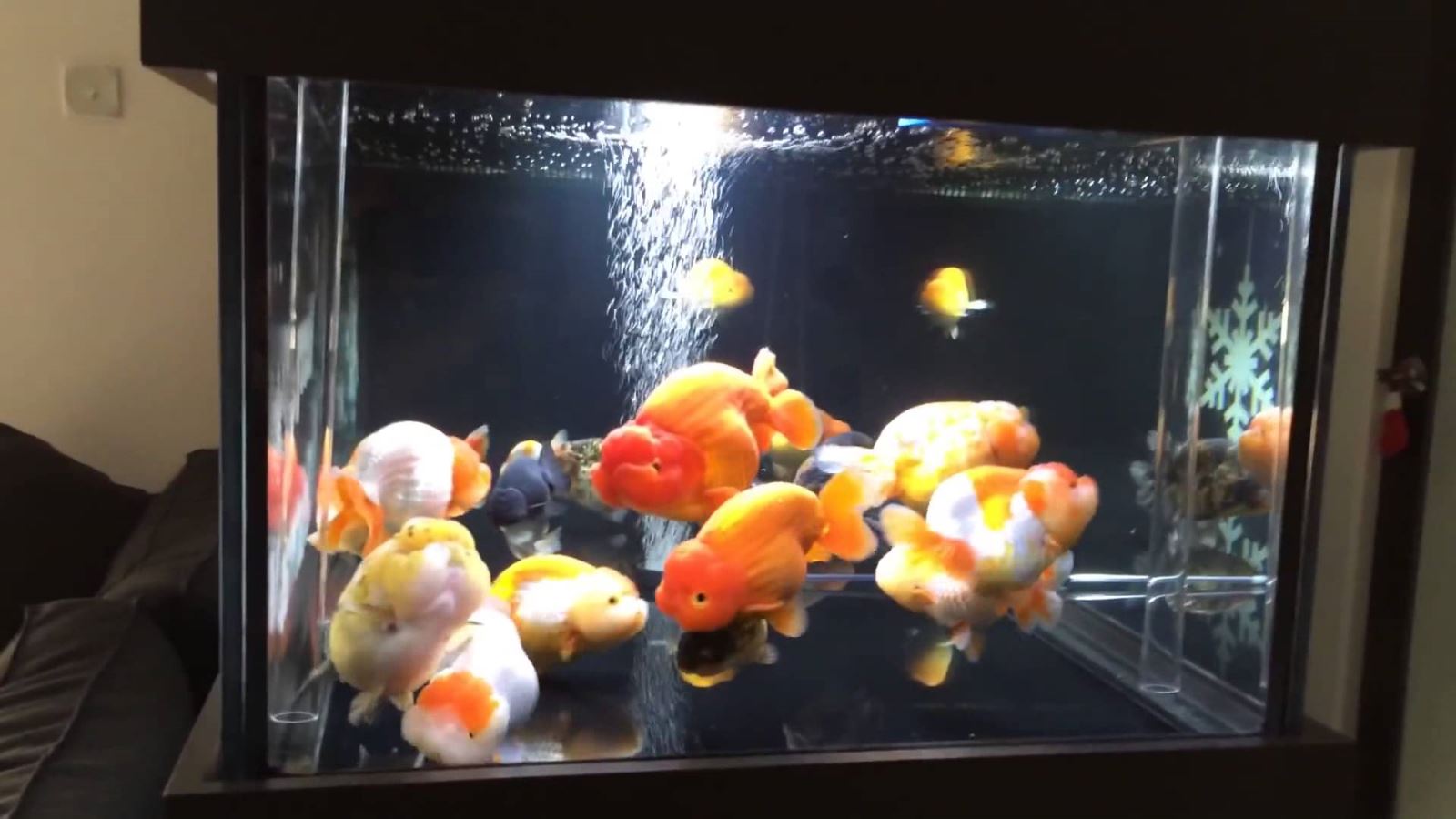 Thông tin và kỹ thuật nuôi cá ranchu