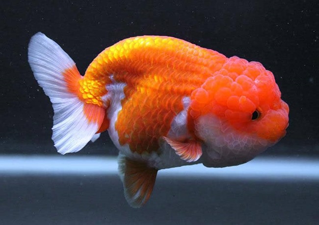 Thông tin và kỹ thuật nuôi cá ranchu