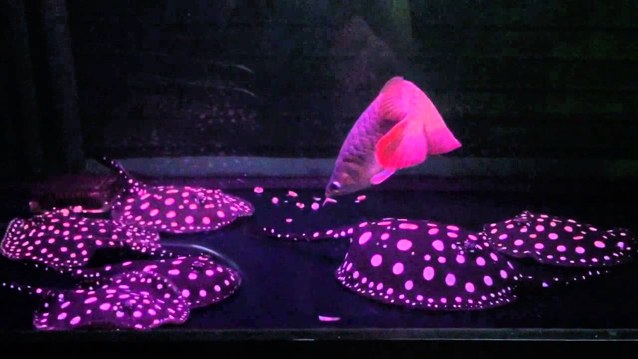 Điểm đặc biệt của cá sam cảnh mà bạn cần biết