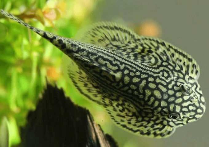 Một số loại cá dọn bể làm cho bể cá luôn sạch