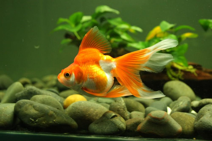 Thông tin và kỹ thuật chăm sóc cá vàng 3 đuôi