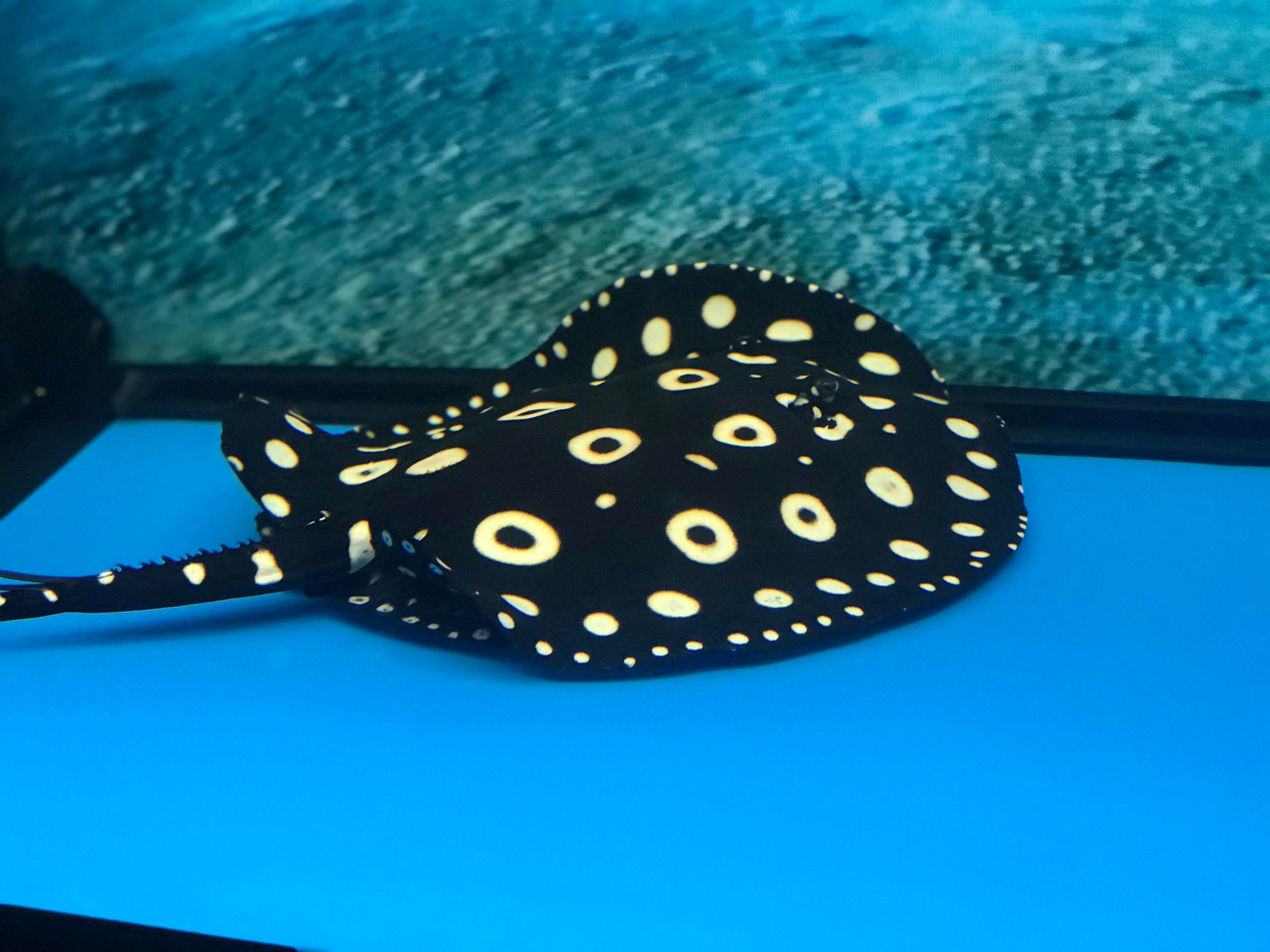 Thông tin và kỹ thuật nuôi cá sam