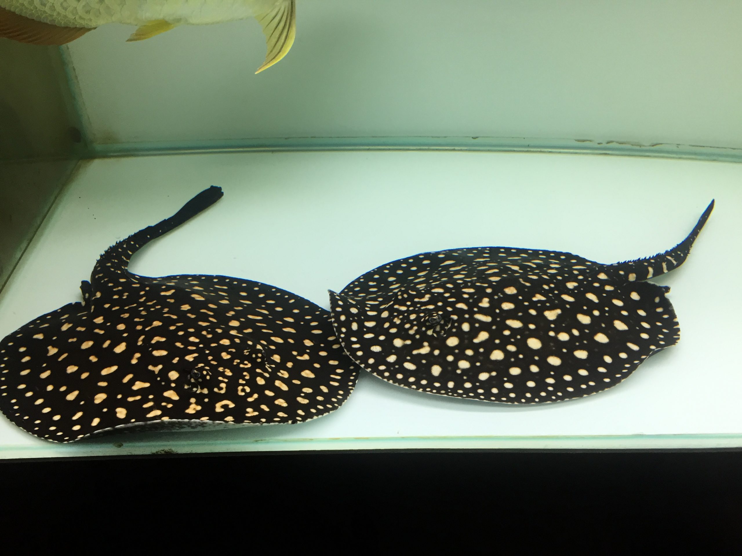 Thông tin và kỹ thuật nuôi cá sam