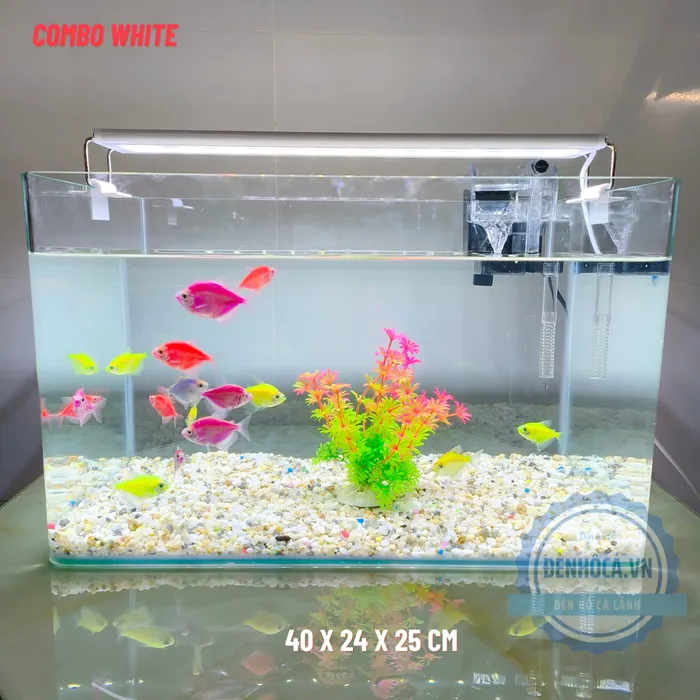 Bể cá mini để bàn - PT AQUA