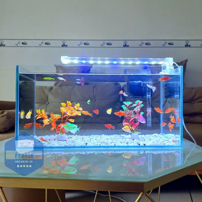 Bể cá mini để bàn - PT AQUA