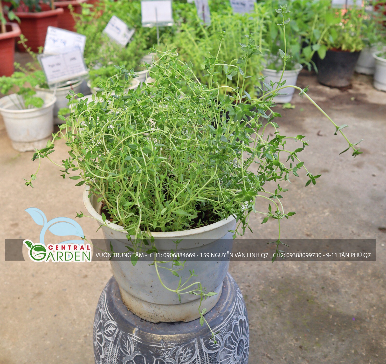 Cỏ xạ hương - Thyme