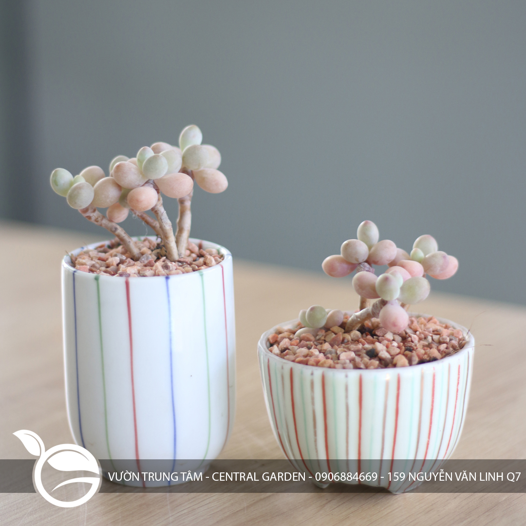 Sen Đá Sỏi Hồng Trắng