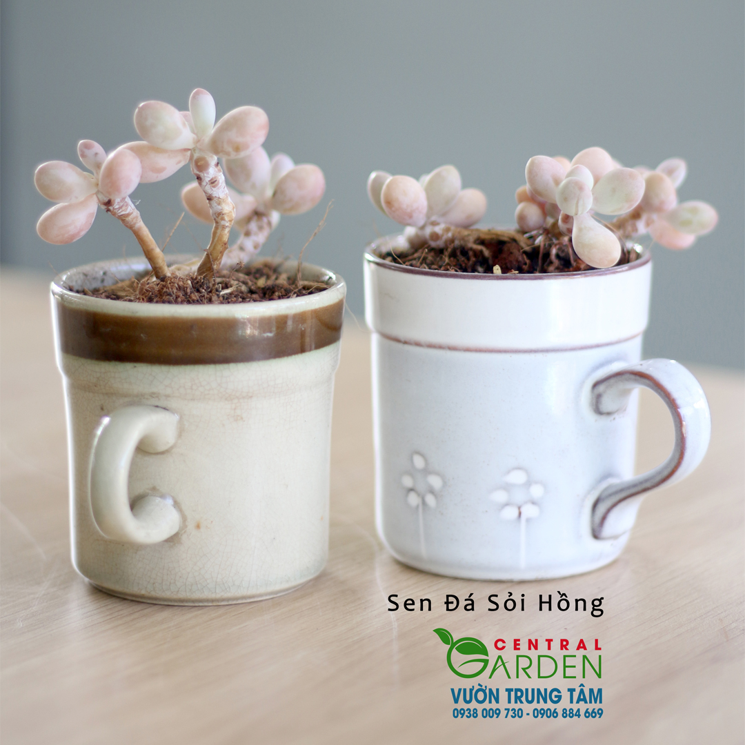 Sen Đá Sỏi Hồng Trắng