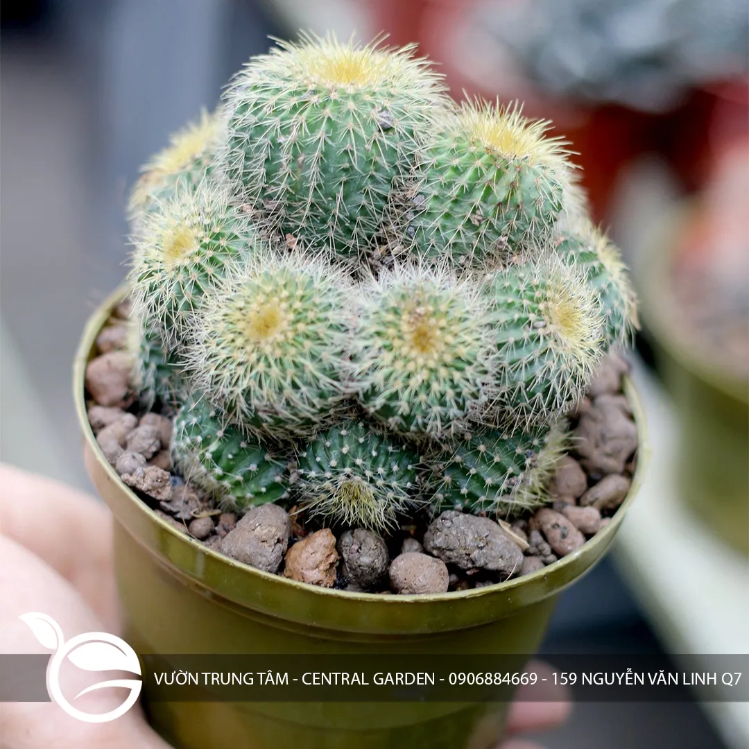 Xương Rồng Bóng Vàng